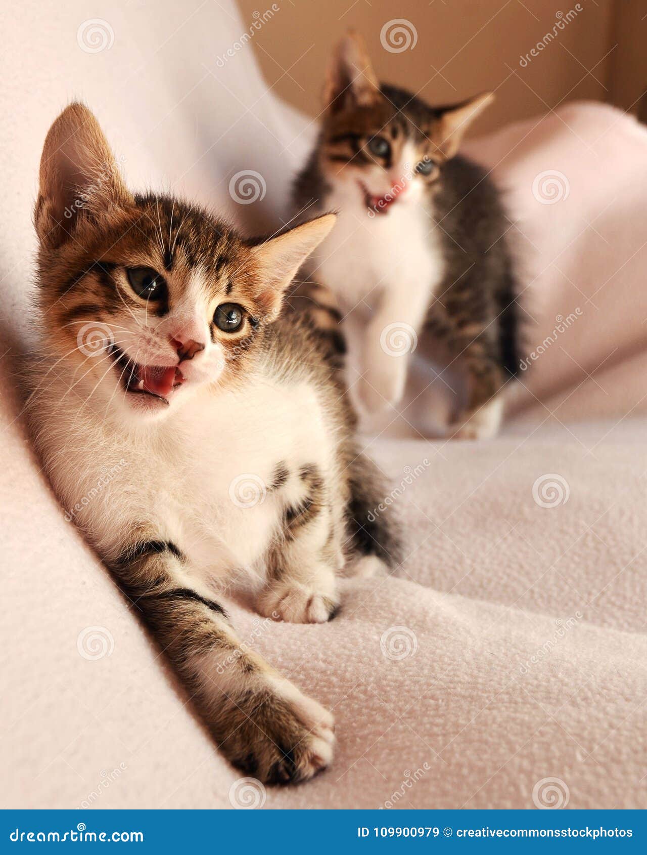 Animals, Cat, Face Picture. Image: 109900979