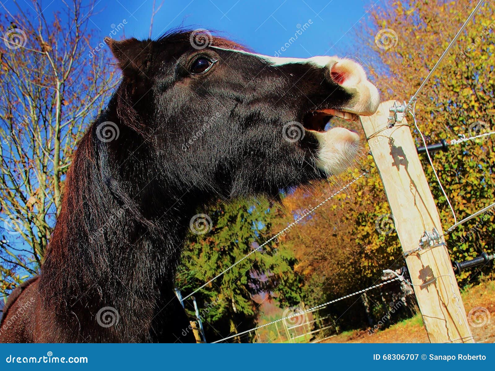 Animals Cavallo stock image. Image of horse, cool, animals - 68306707