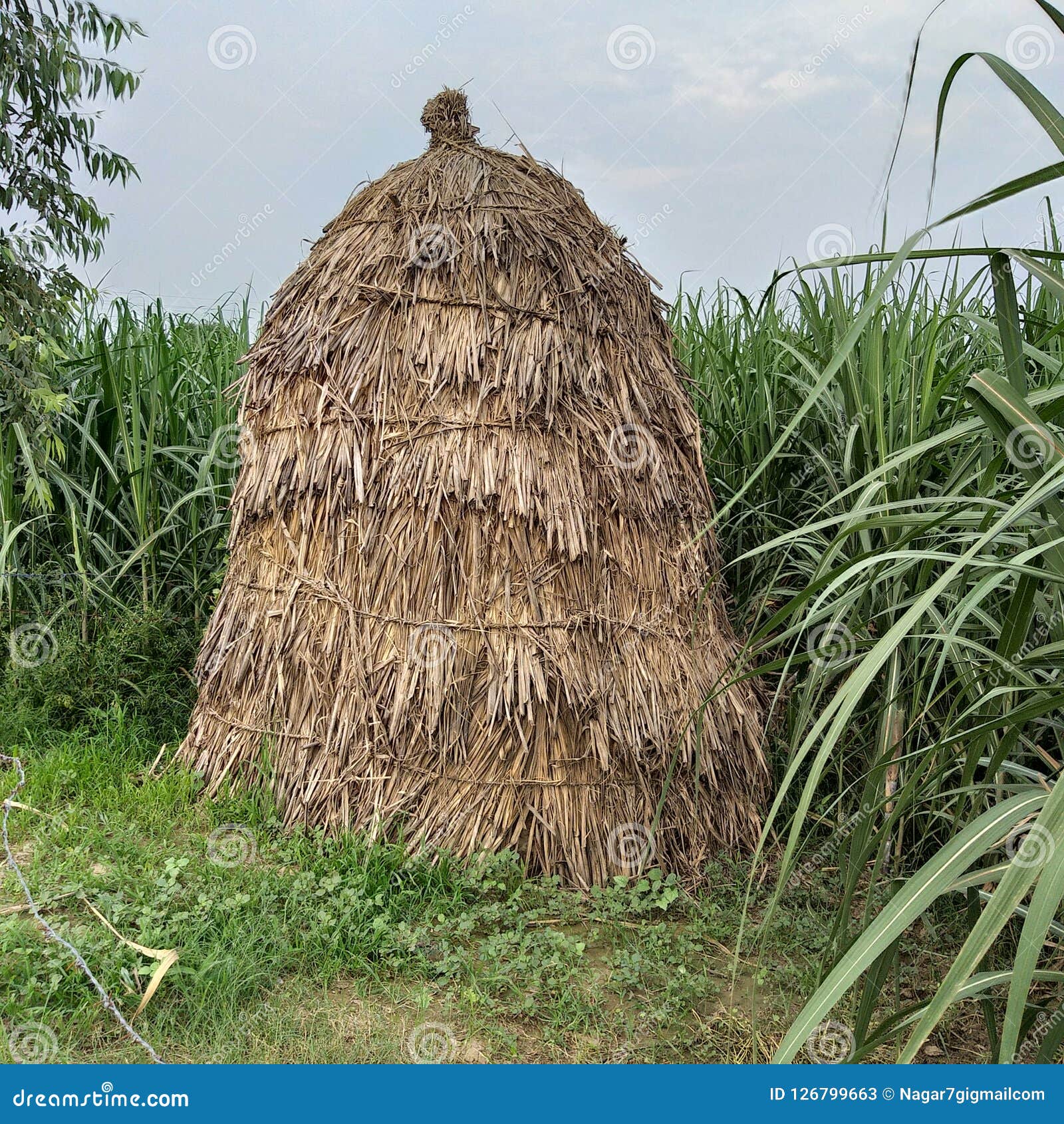 Animals Chara Photos - Free & Royalty-Free Stock Photos from Dreamstime