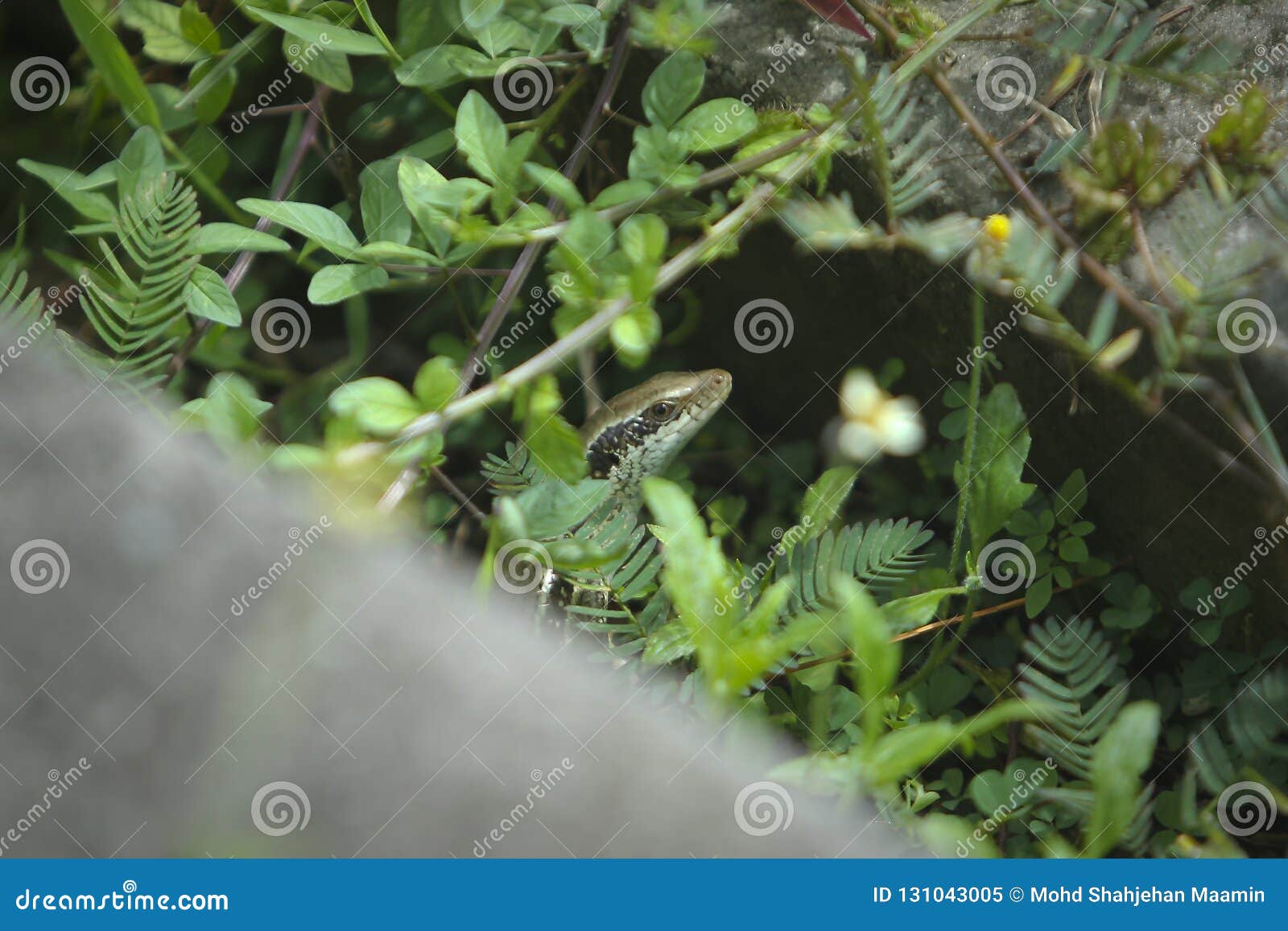 Mengkarung Photos - Free & Royalty-Free Stock Photos from Dreamstime