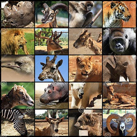 Animals collage stock photo. Image of animals, lion, park - 14477218