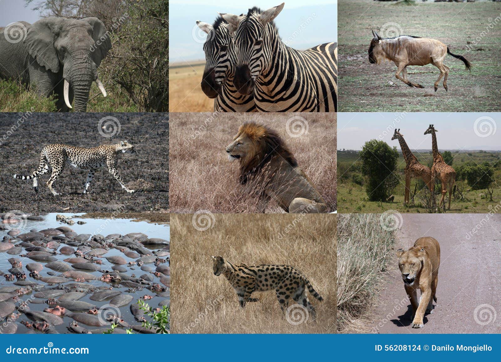 Animals Collage Royalty-Free Stock Image | CartoonDealer.com #56208124
