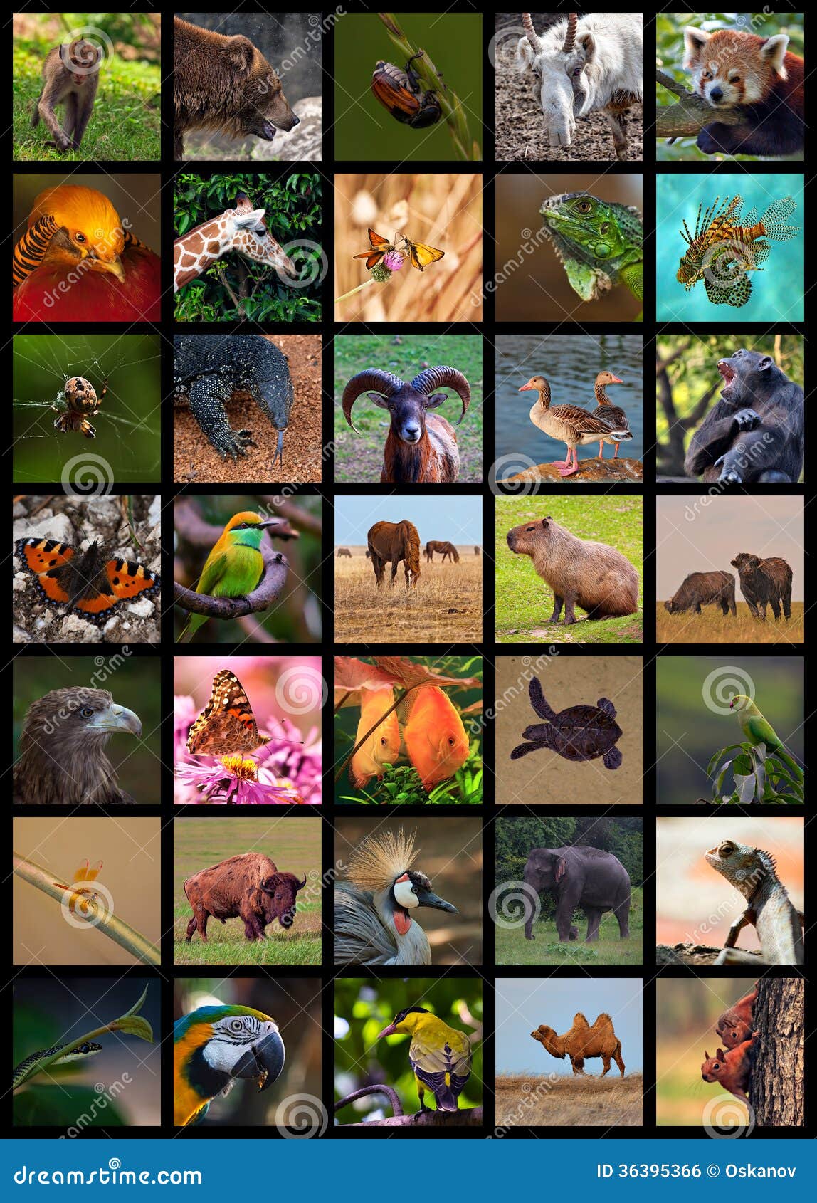 Animals Collage stock photo. Image of collages, montage - 36395366