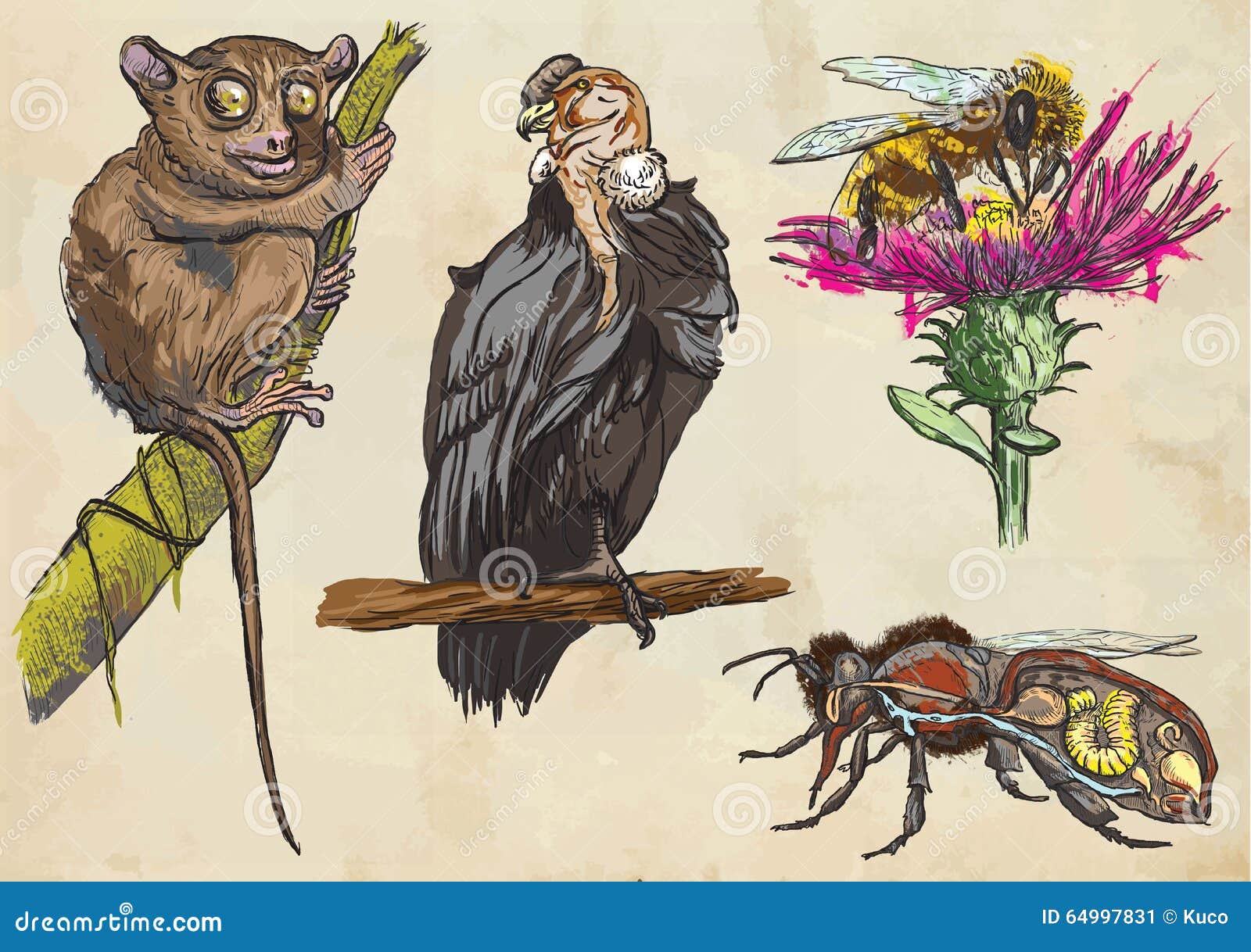 Picture With Pygmy Monkeys Stock Photography | CartoonDealer.com #137722976