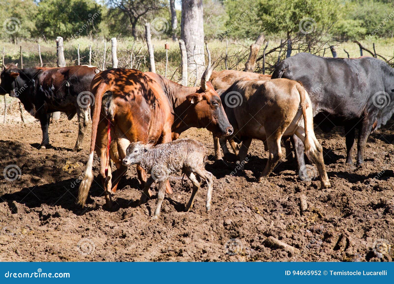 Animals in a compound stock photo. Image of road, nature - 94665952
