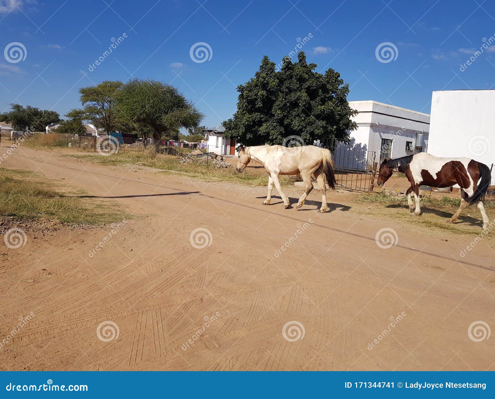 Animals crossing the road stock image. Image of crossing - 171344741