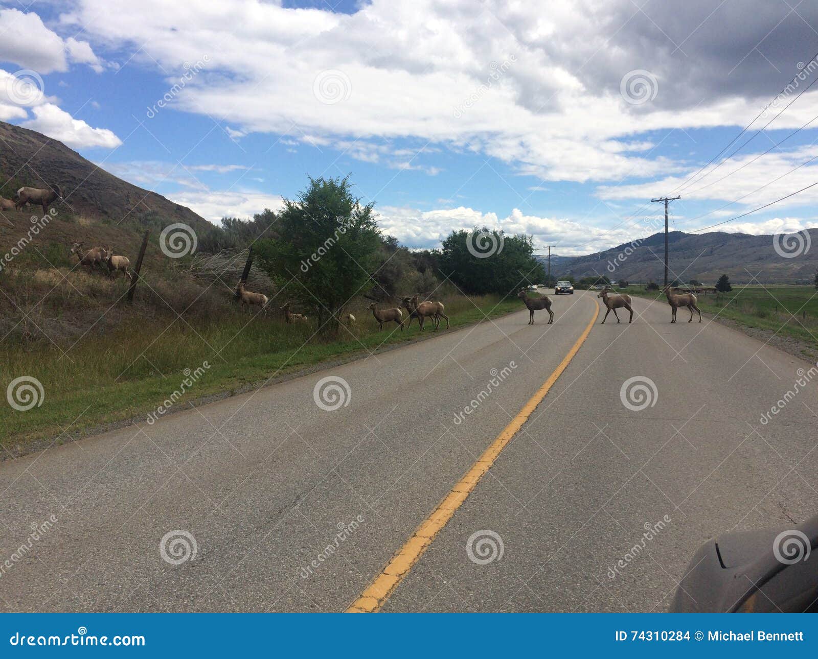 Animals crossing the road stock photo. Image of highway - 74310284