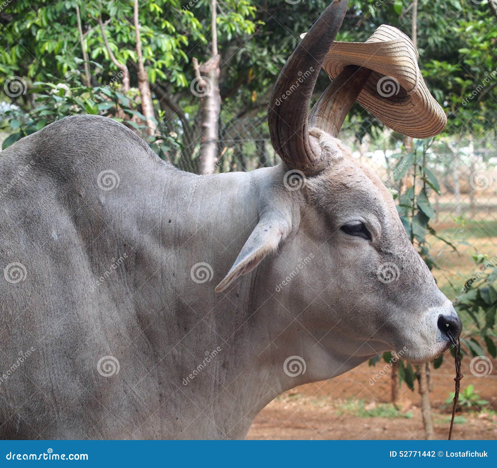 Animals of Cuba stock photo. Image of agriculture, cuba - 52771442
