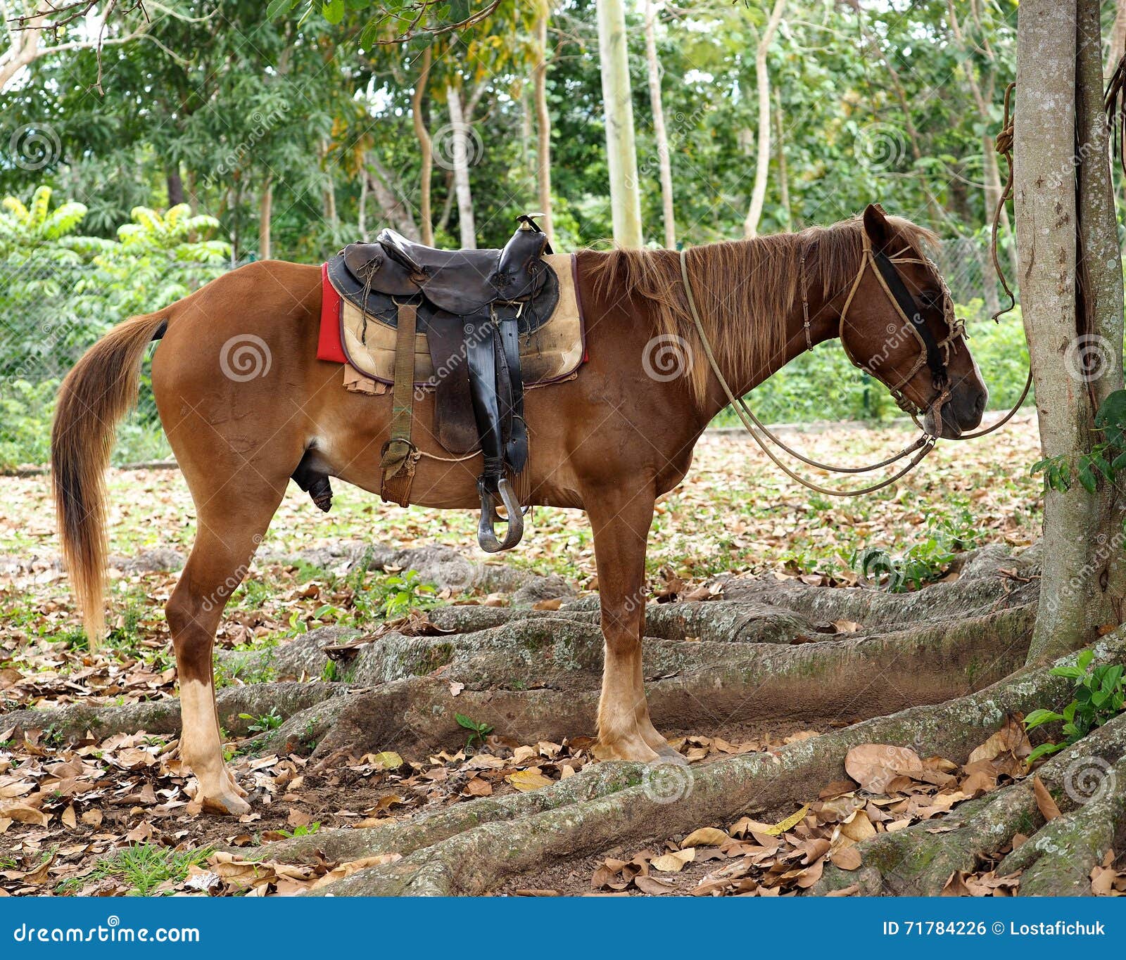 Animals of Cuba stock photo. Image of cuba, pack, ride - 71784226
