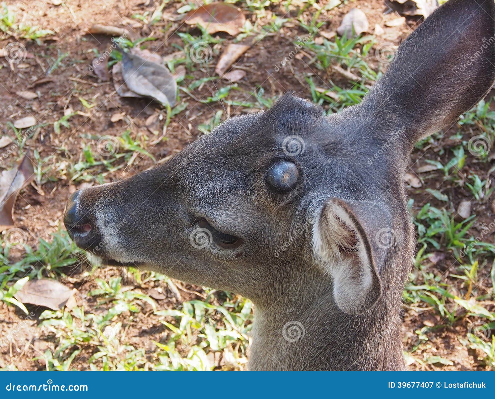 Animals of Cuba stock image. Image of horns, alert, rural - 39677407