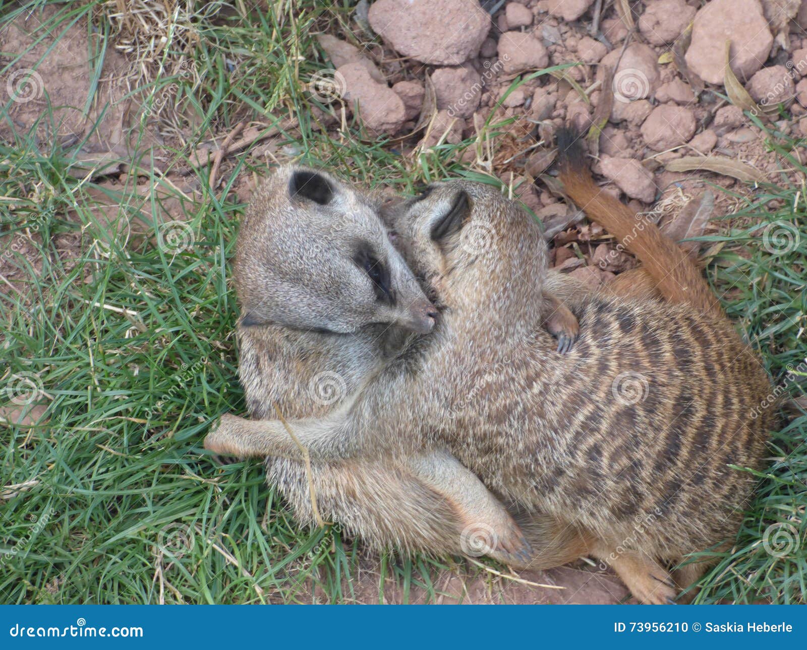 Animals stock photo. Image of animals, love, sweet, outdoor - 73956210