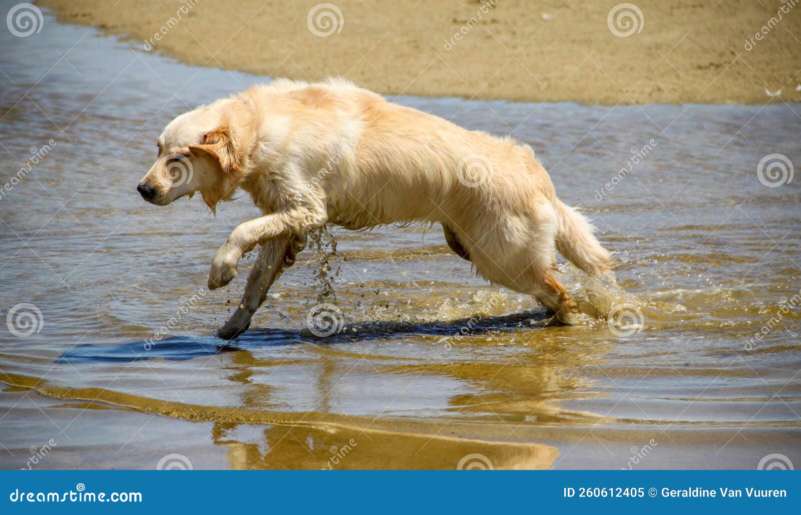 Animals,dogs Being Free at the Beach Stock Image - Image of carnivore ...
