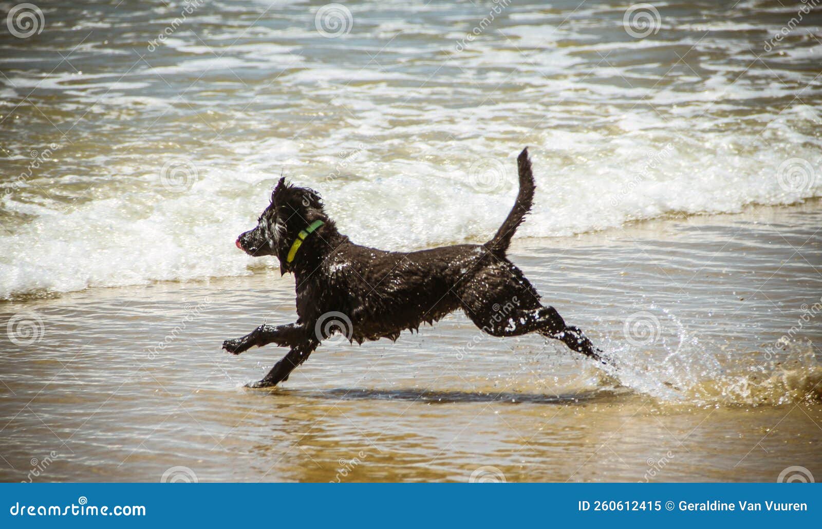 Animals,dogs Being Free at the Beach Stock Image - Image of sports ...