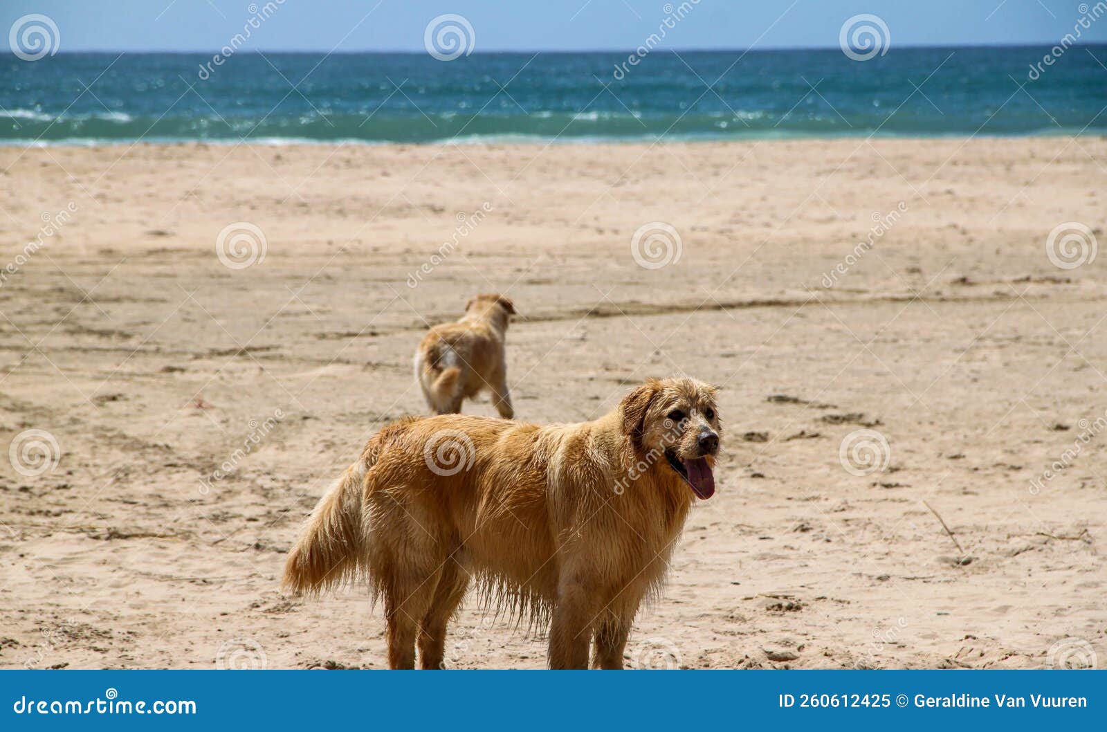 Animals,dogs Being Free at the Beach Stock Image - Image of wildlife ...