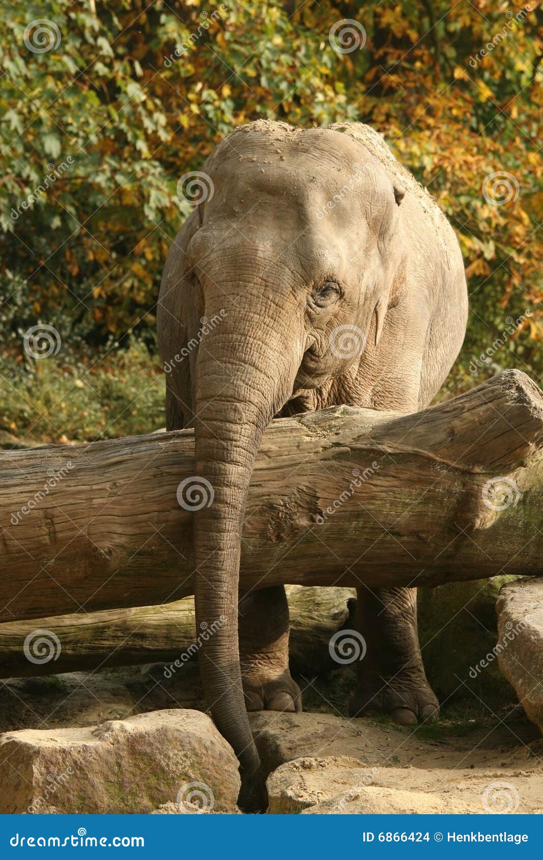 Animals: Elephant Behind Tree Stock Photo - Image of standing, wildlife ...