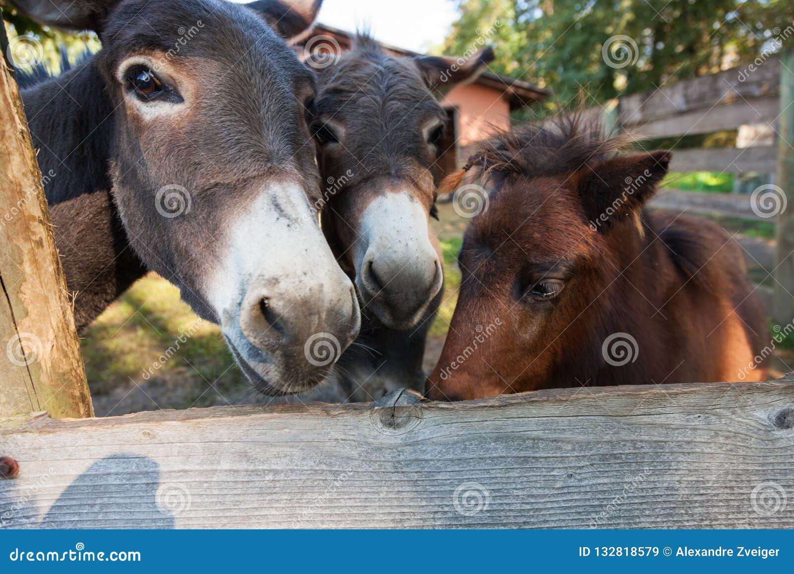Animals in the Enclosure of the Farm, Sunny Day Stock Image - Image of ...