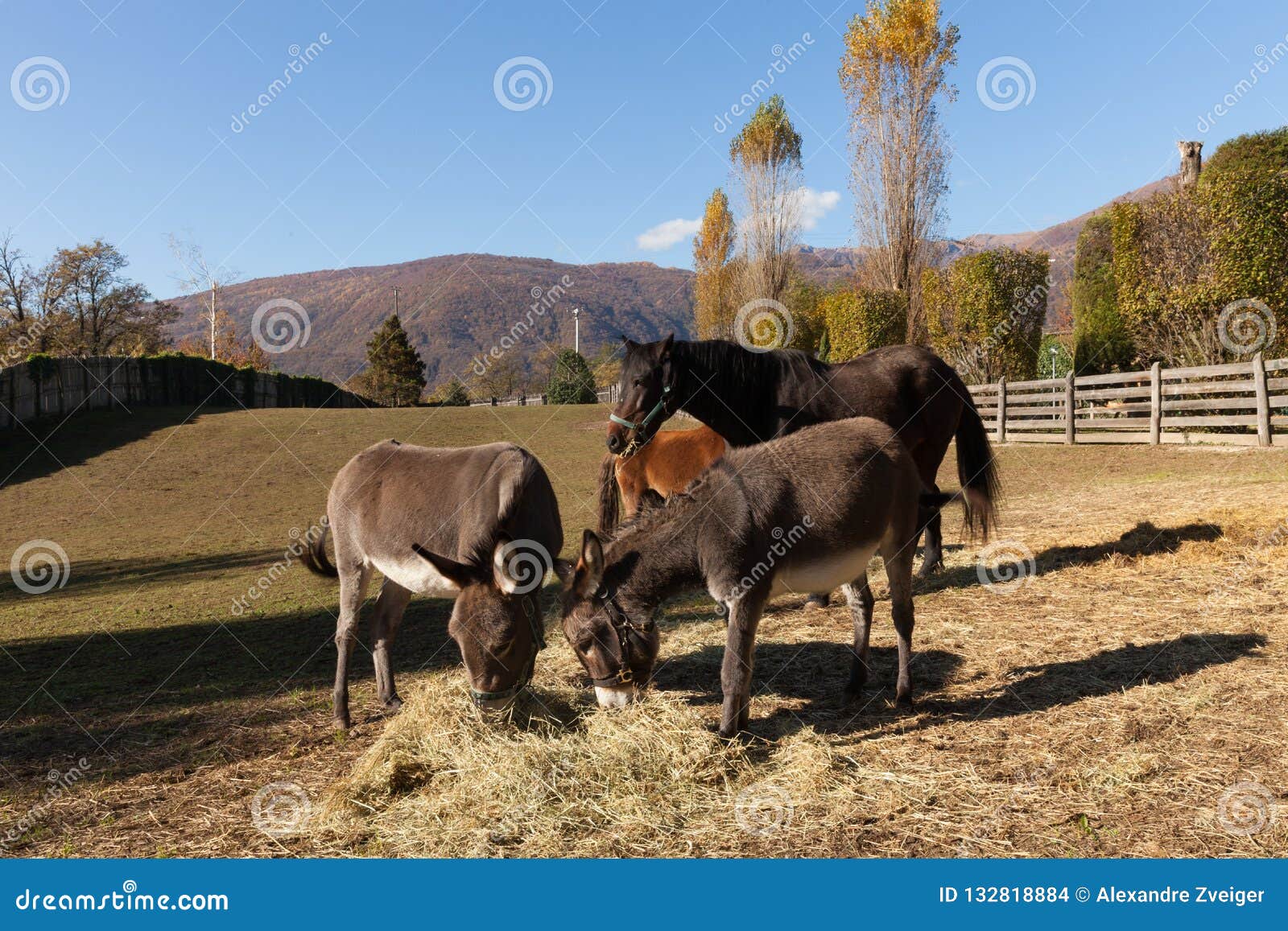 Animals in the Enclosure of the Farm, Sunny Day Stock Photo - Image of ...