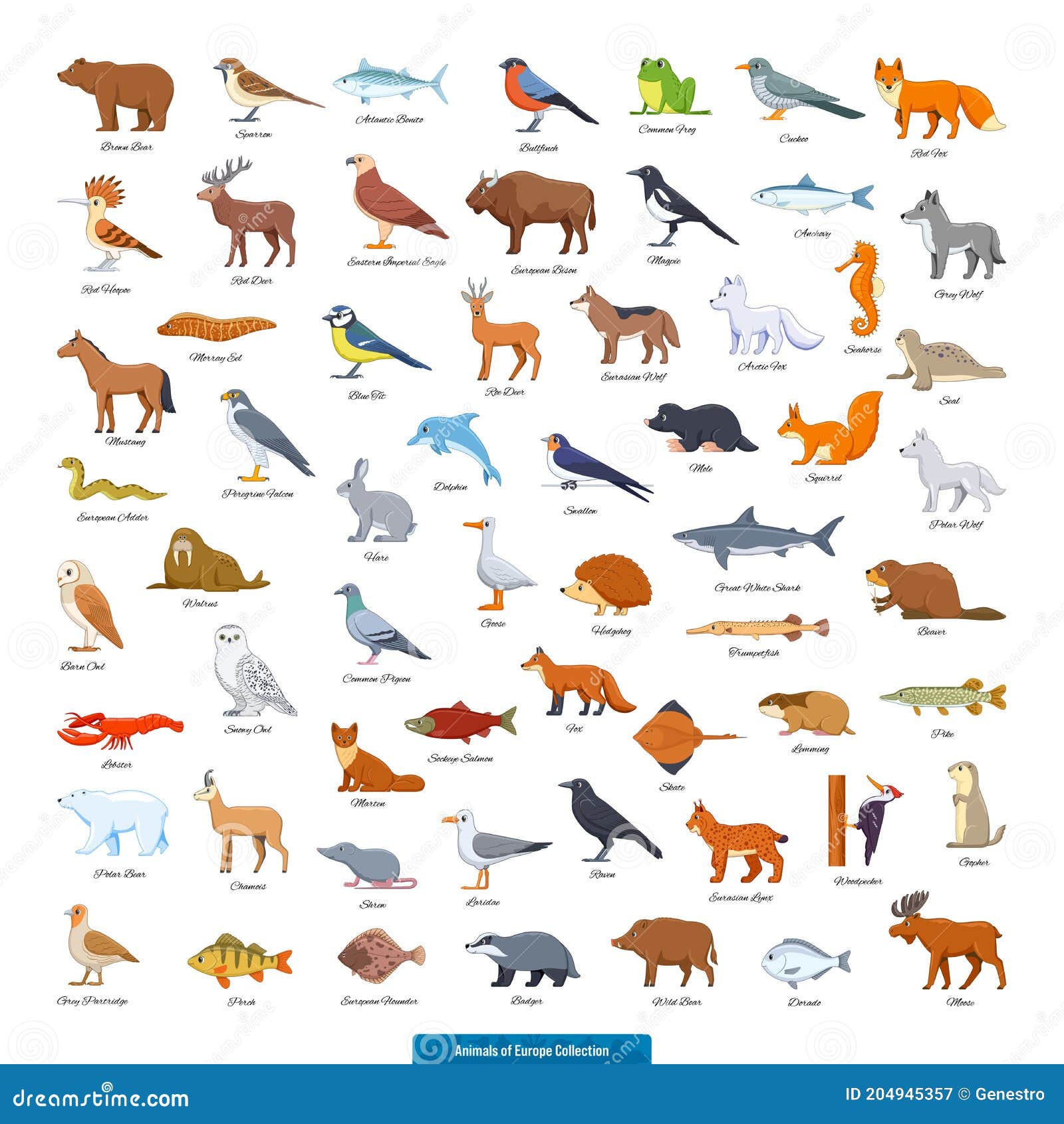 Animals of Europe Collection Stock Vector - Illustration of deer ...