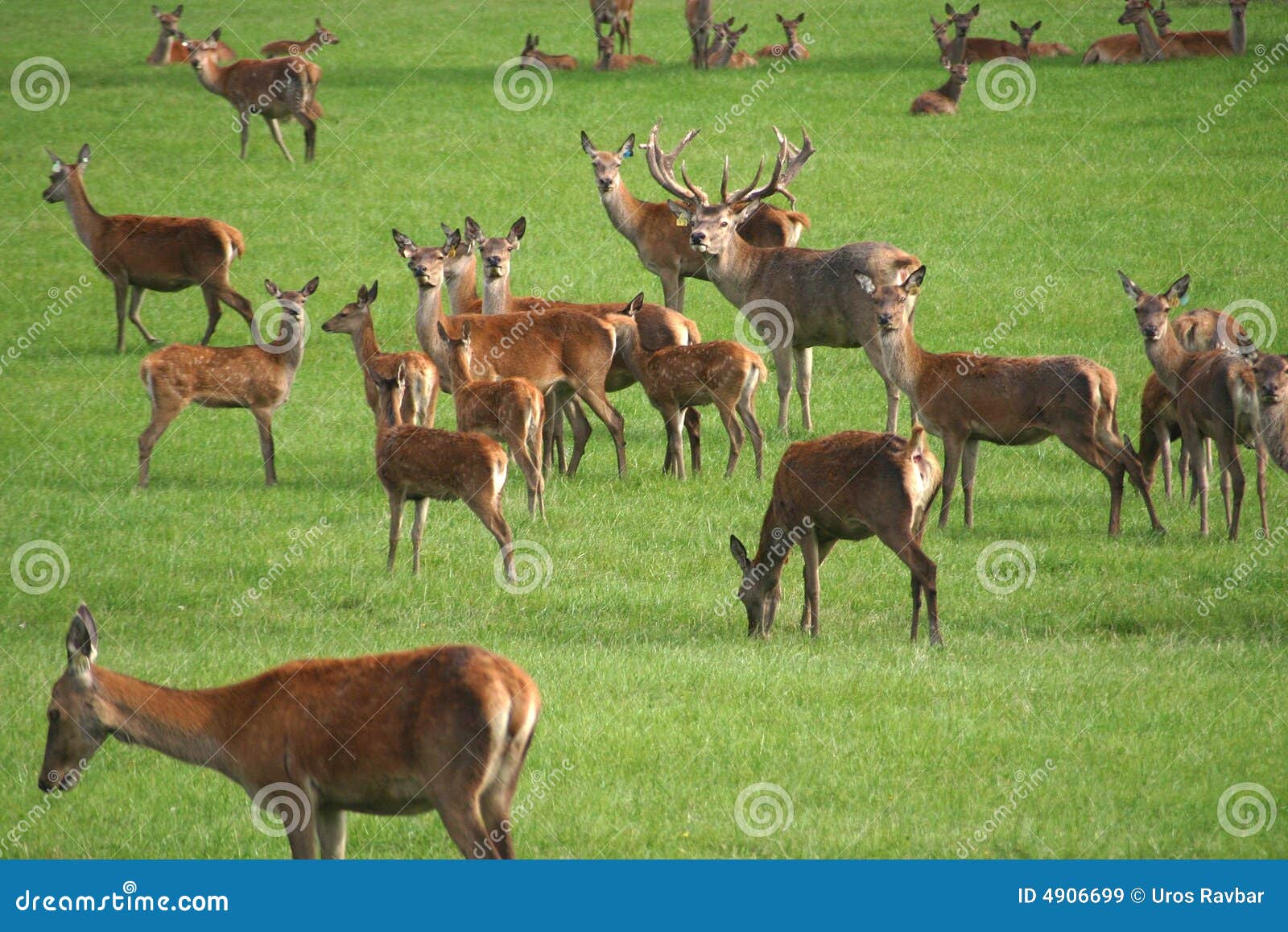 Animals facing the Camera stock image. Image of mammal - 4906699