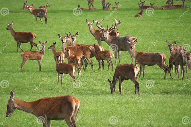 Animals facing the Camera stock image. Image of mammal - 4906699