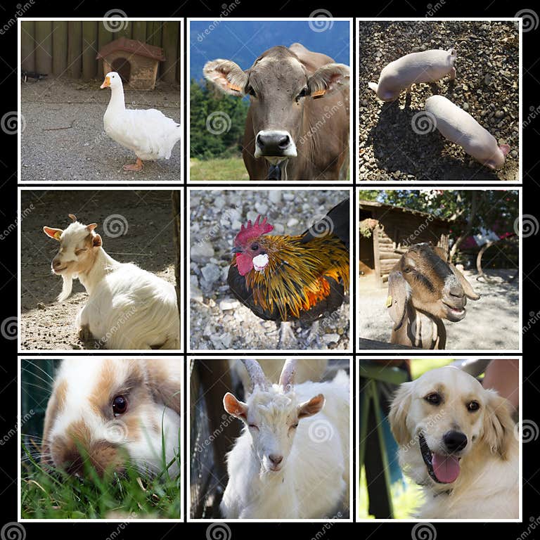 Animals farm collage stock image. Image of pigs, animals - 21584623