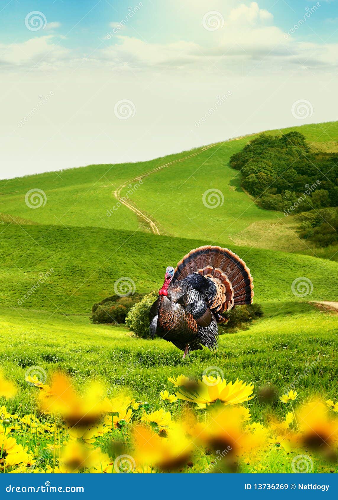 Animals in field stock image. Image of beetle, bush, live - 13736269