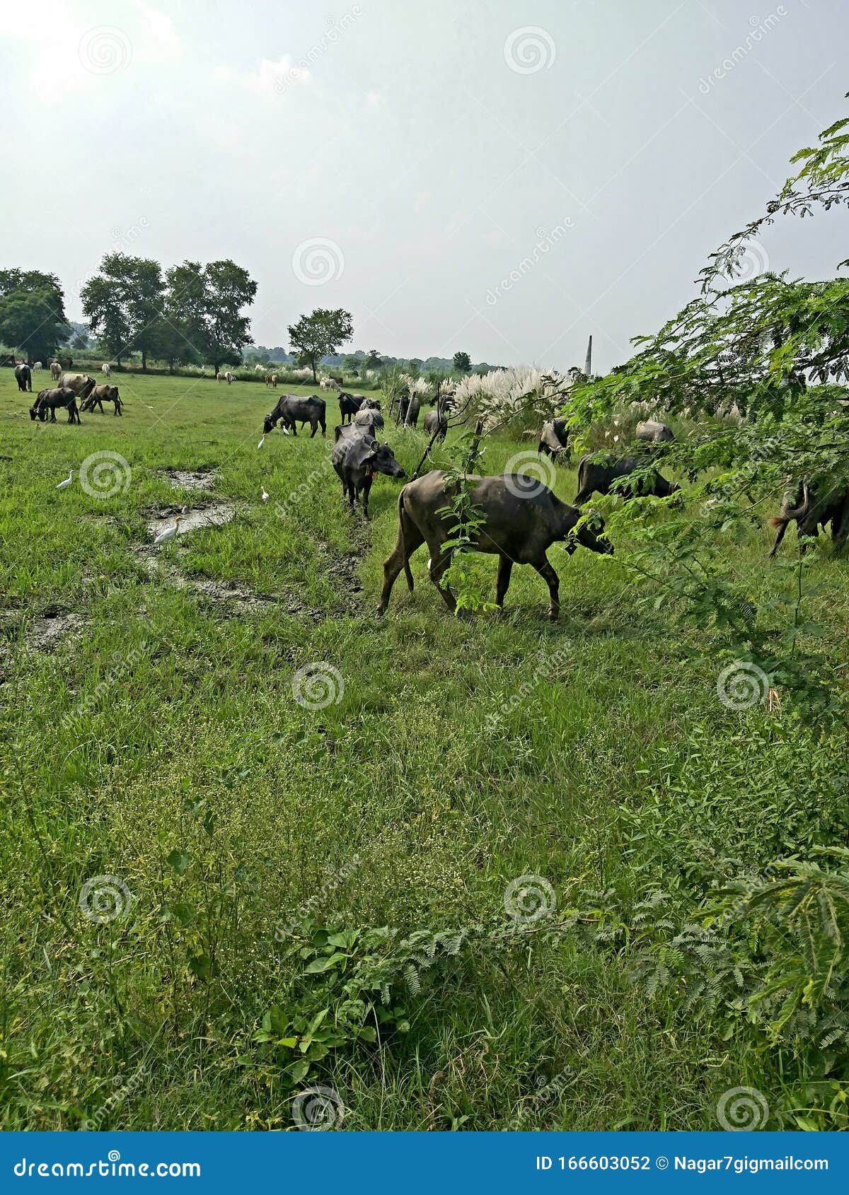 Animals on the field stock photo. Image of outdoor, grass - 166603052