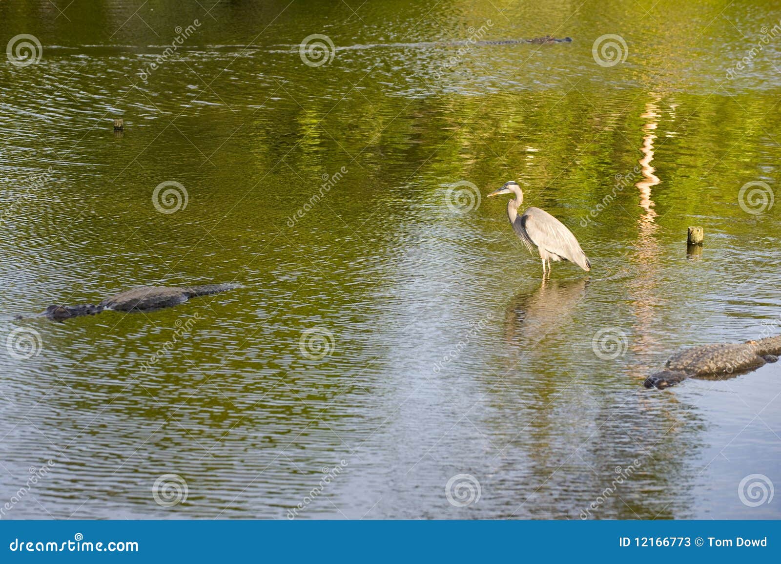 Animals in Florida swamp stock image. Image of bird, outdoors - 12166773