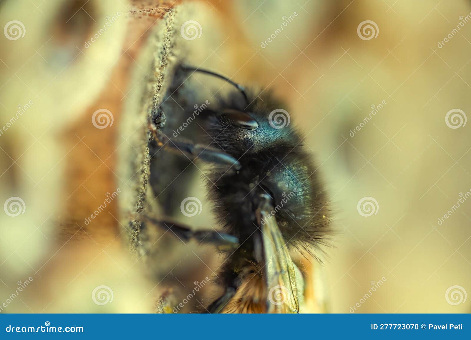 Animals and Flowers Live Freely Stock Photo - Image of green ...