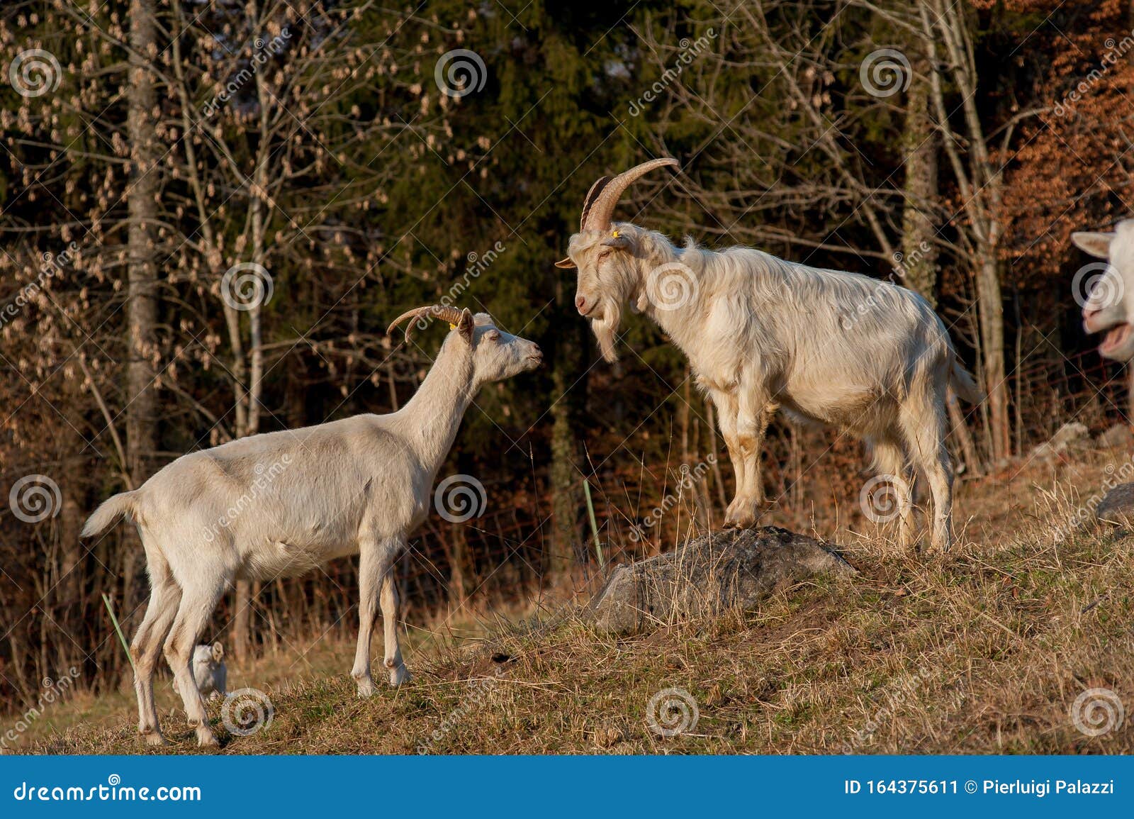Goats stock image. Image of solar, cute, sunrise, farm - 164375611