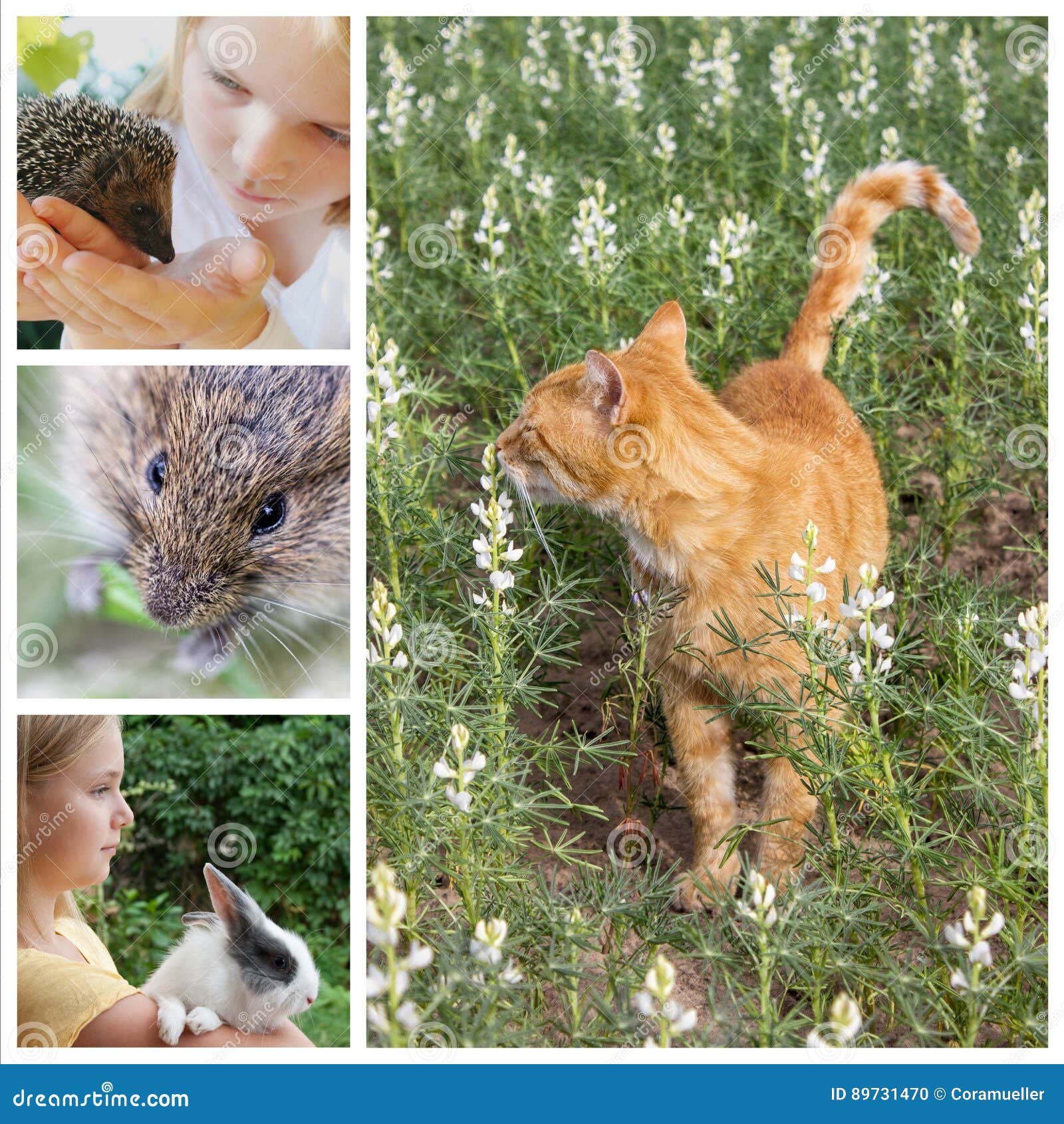Animals in the garden stock photo. Image of mouse, collage - 89731470