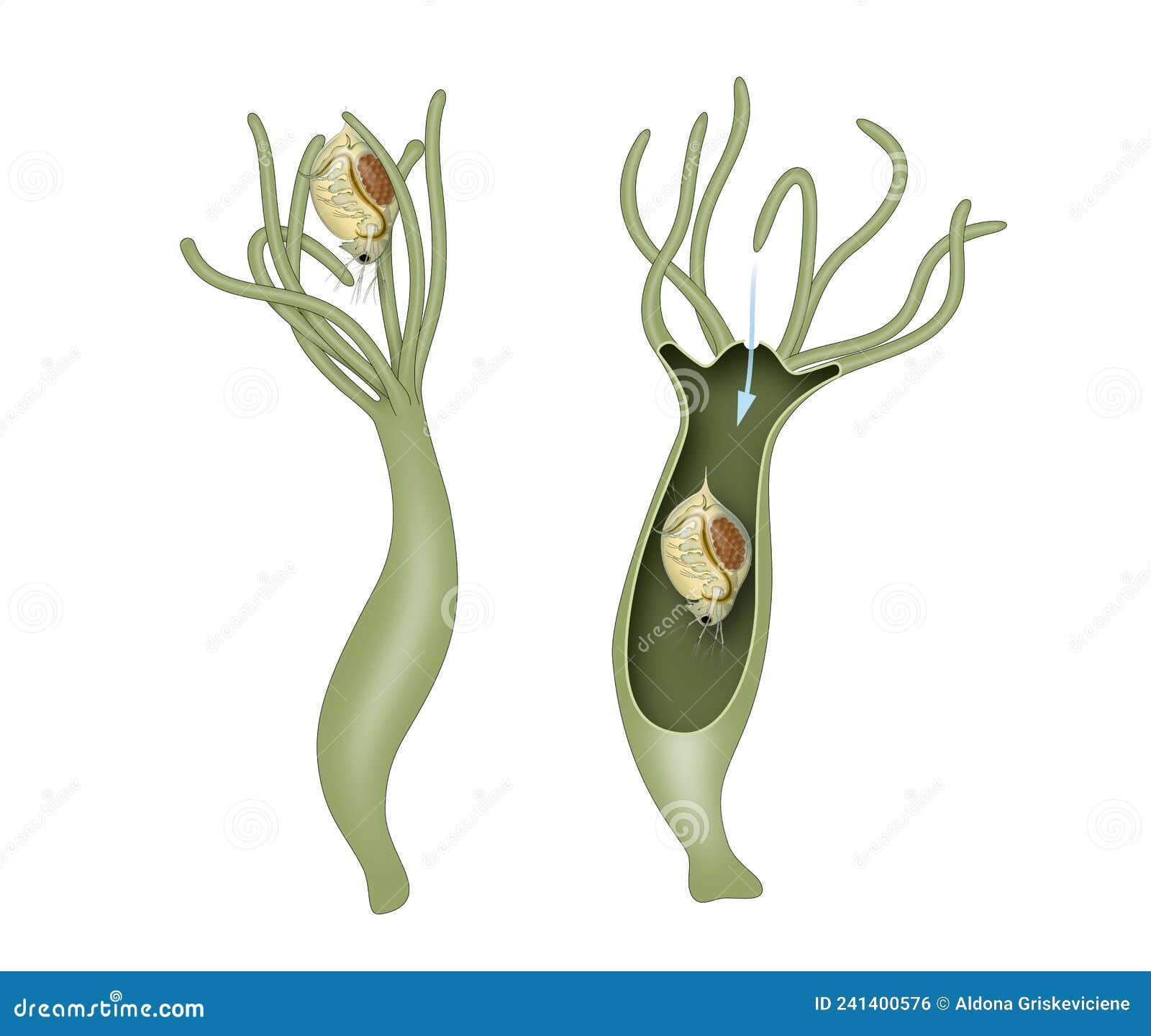 Hydra Asexual Reproduction Budding Scheme Educational Material For