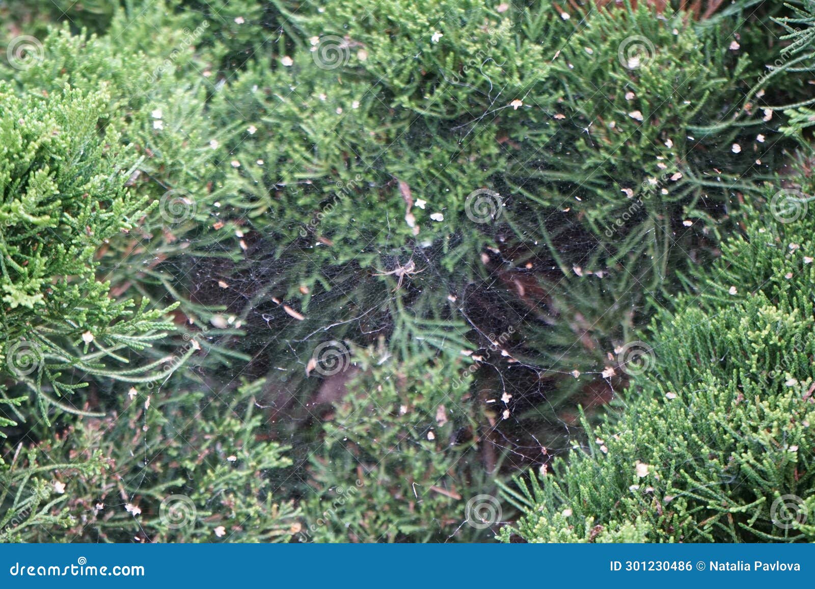 A Spider Sits on a Web on a Juniperus Sabina Bush in September. Berlin ...