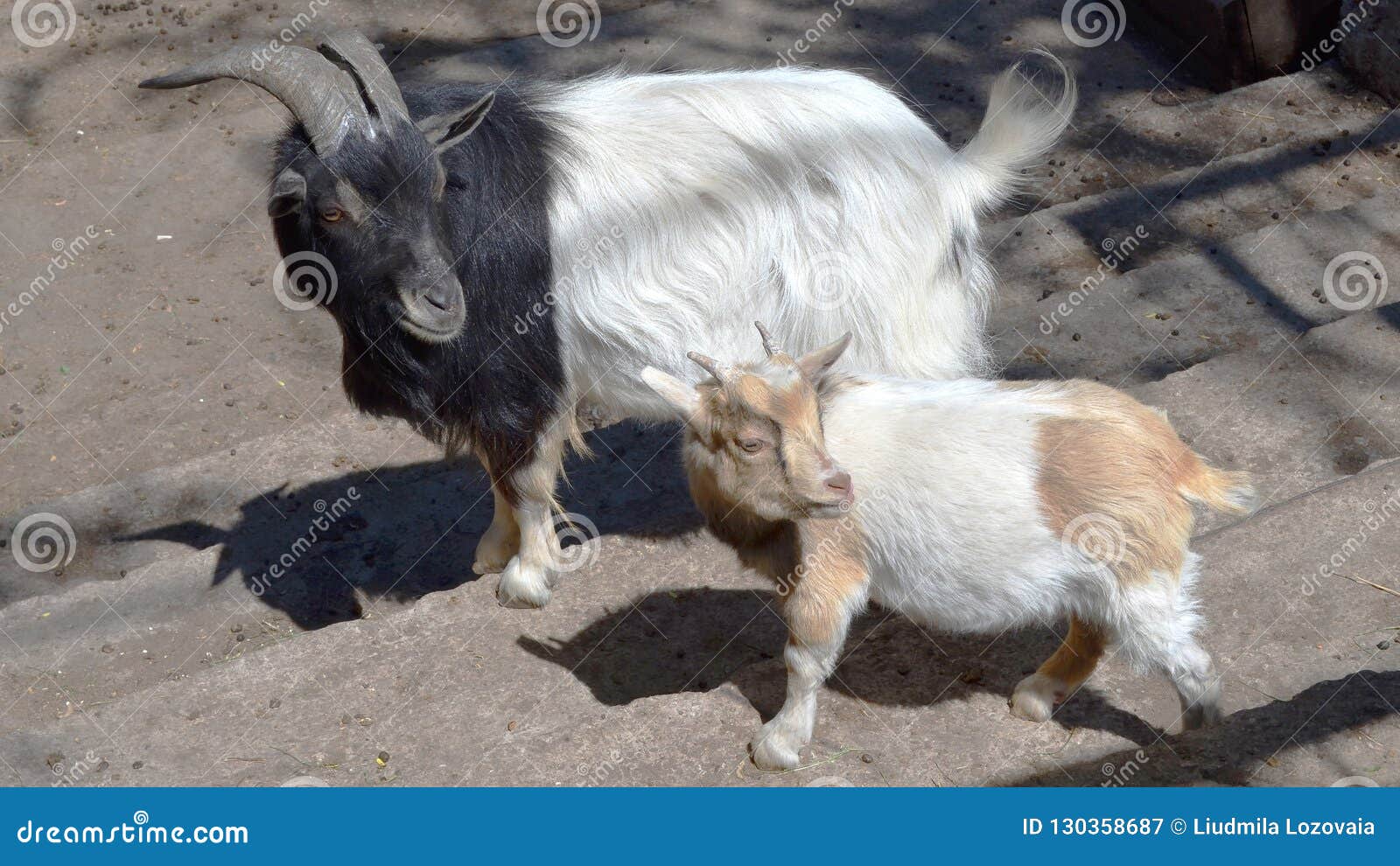 Young Red Head Man Play Billiard Game. He Looks Concentrated. Beautiful ...