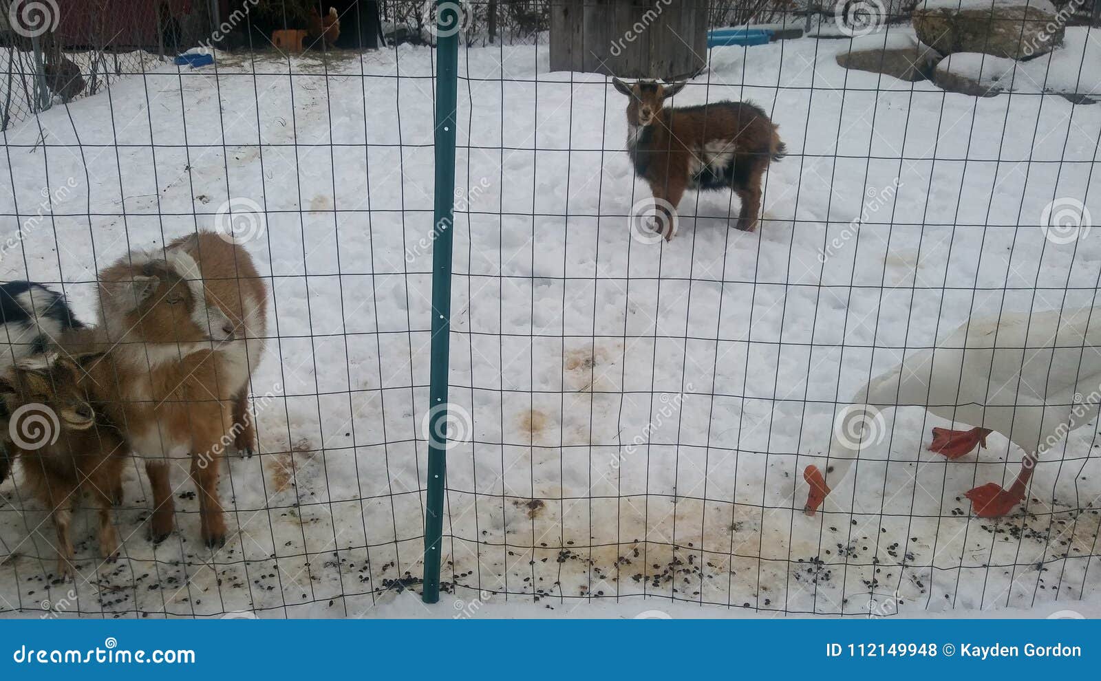 Goats And Chickens Stock Photography | CartoonDealer.com #38085008