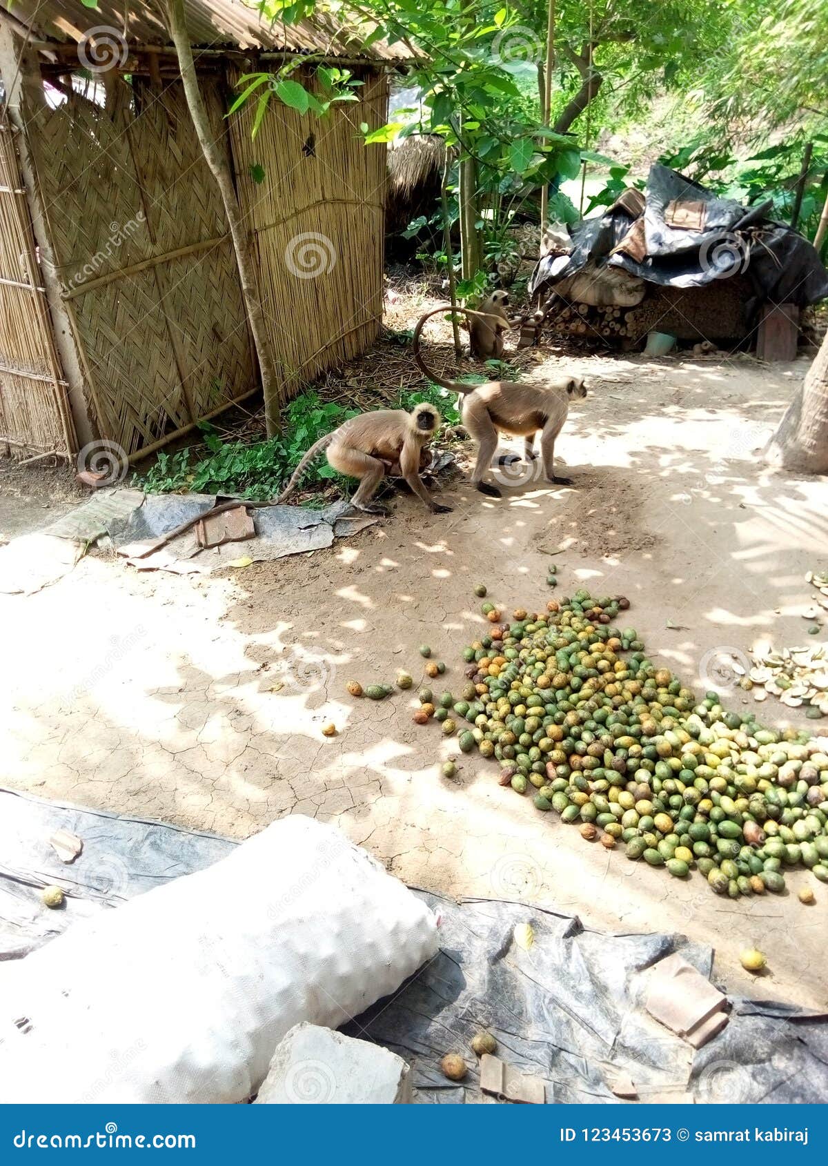 Animals stock image. Image of food, animals, villeag - 123453673