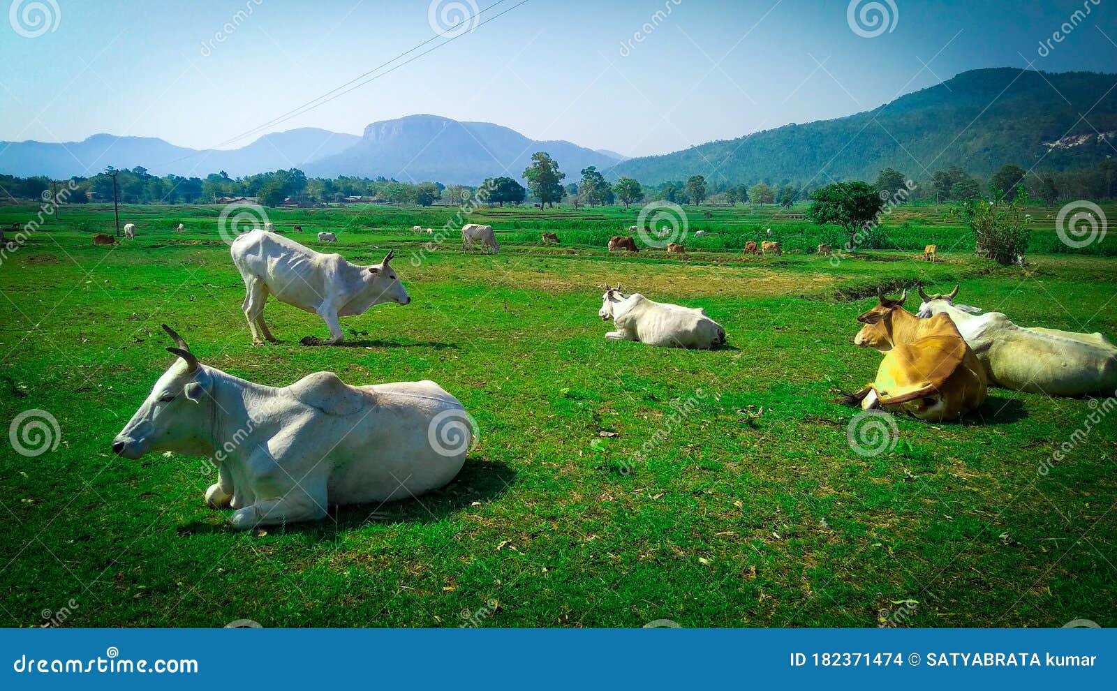 Animals Grassing on the Field. Stock Photo - Image of prairie, mammal ...