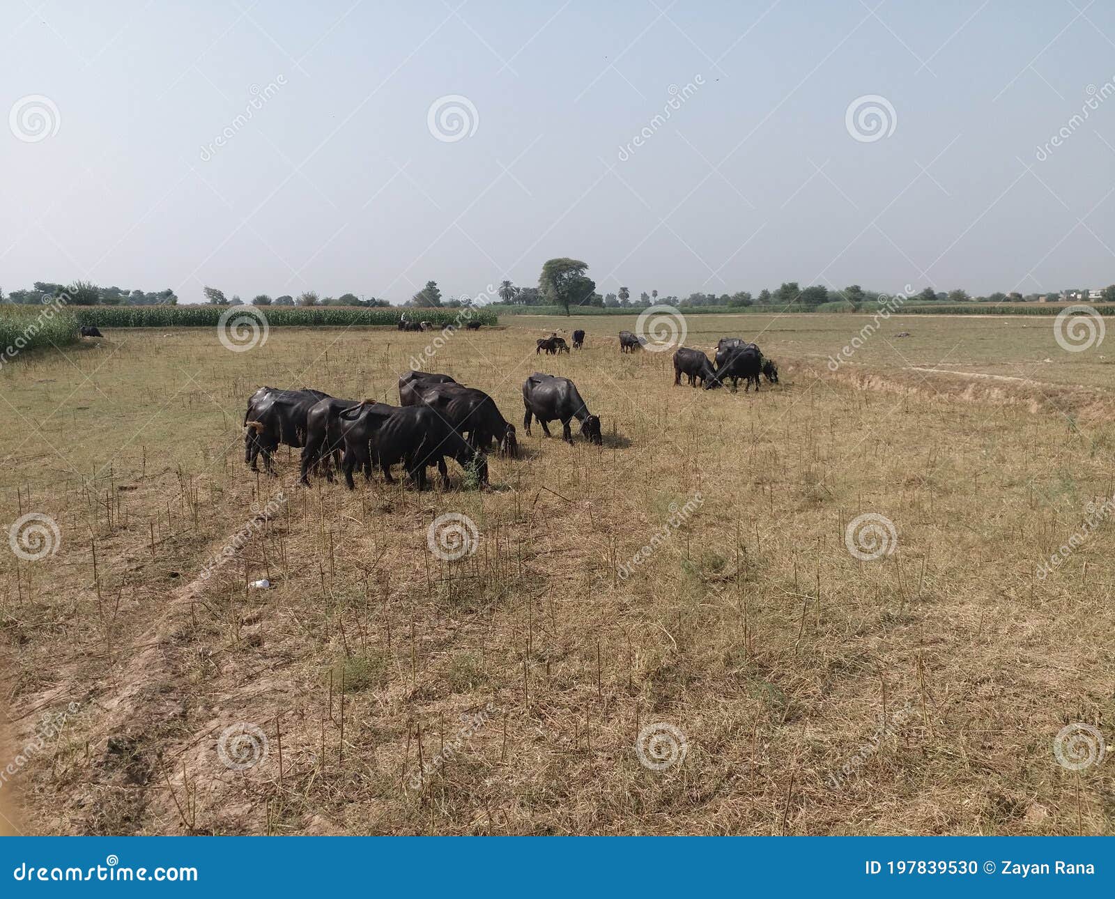 Animals are Grassing in the Field, Cows Grassing Image Stock Photo ...