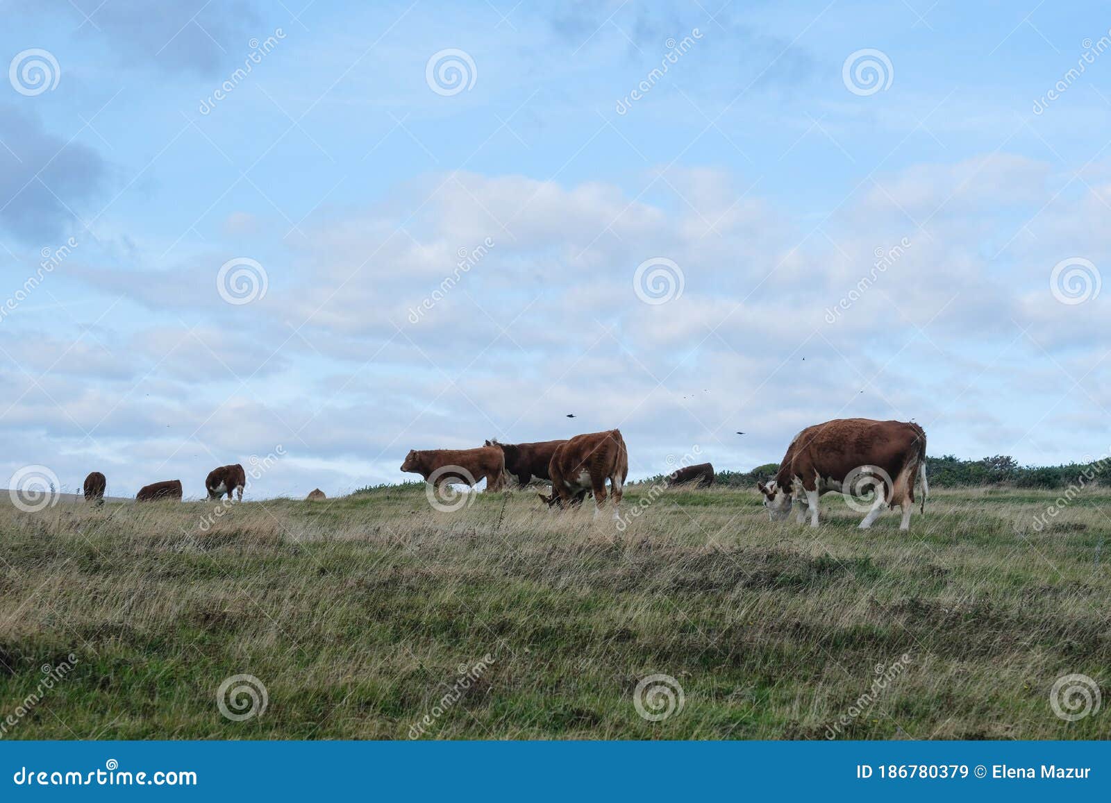 Animals Graze in Green Meadows in England Stock Image - Image of ...