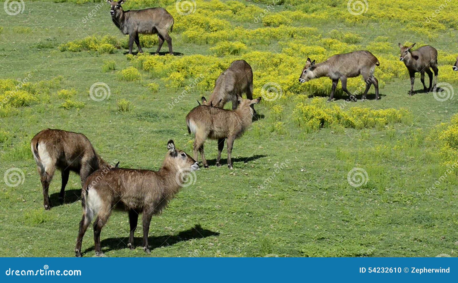 Animals grazing stock footage. Video of outdoors, wildlife - 54232610