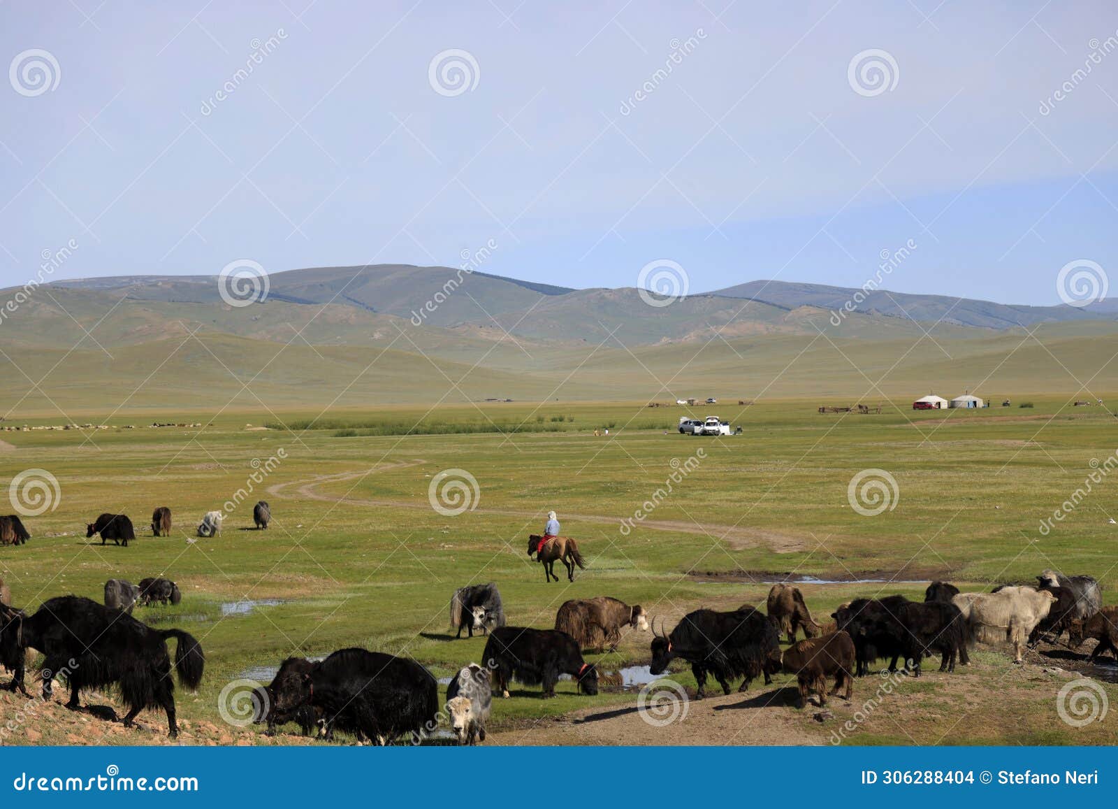 Animals Grazing in the Mongolian Steppe Stock Photo - Image of asia, hills: 306288404