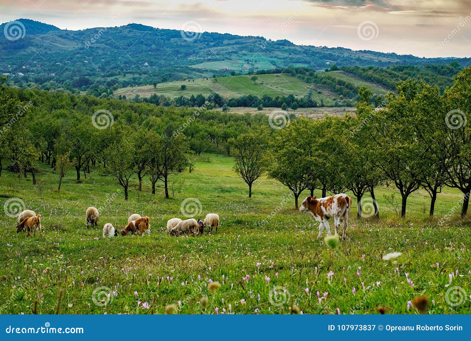 Animals grazing scenery stock image. Image of cows, farmland - 107973837