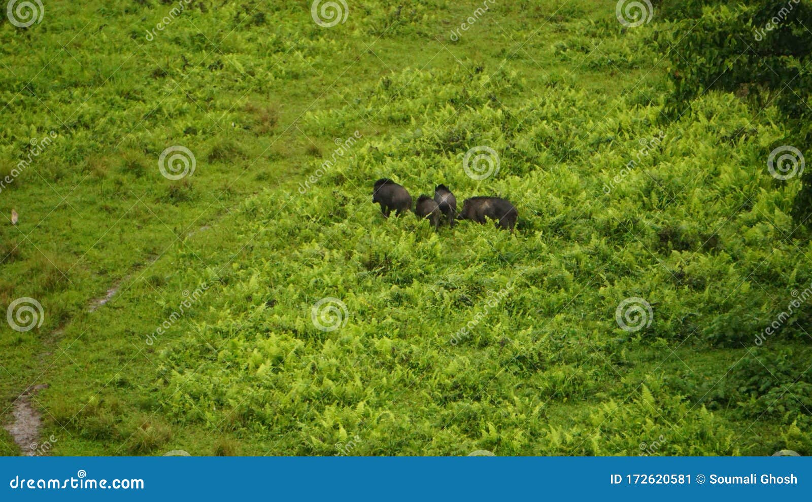 Animals in the Green Meadow Stock Image - Image of grazing, green ...