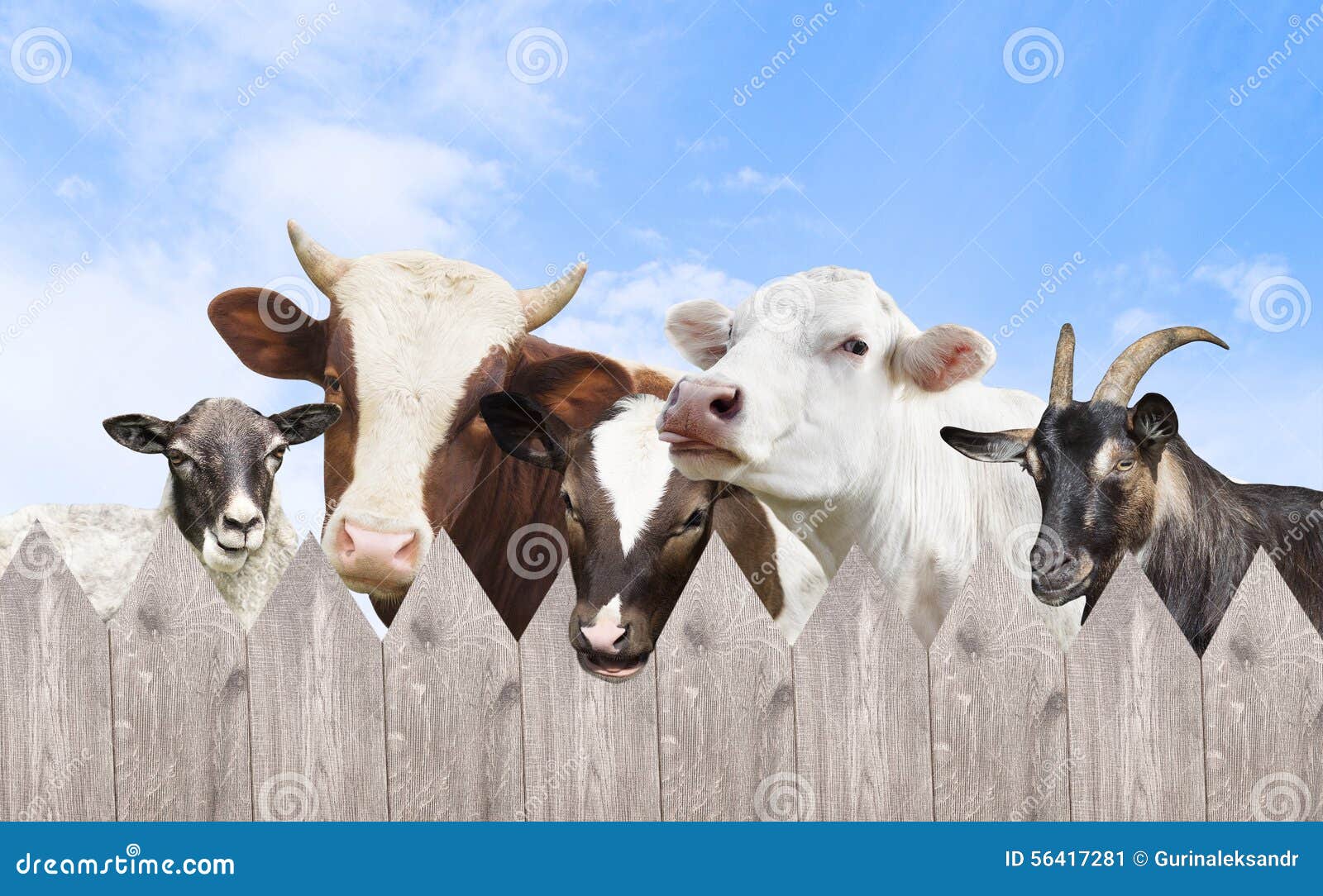 Animals group stock image. Image of young, scene, calf - 56417281