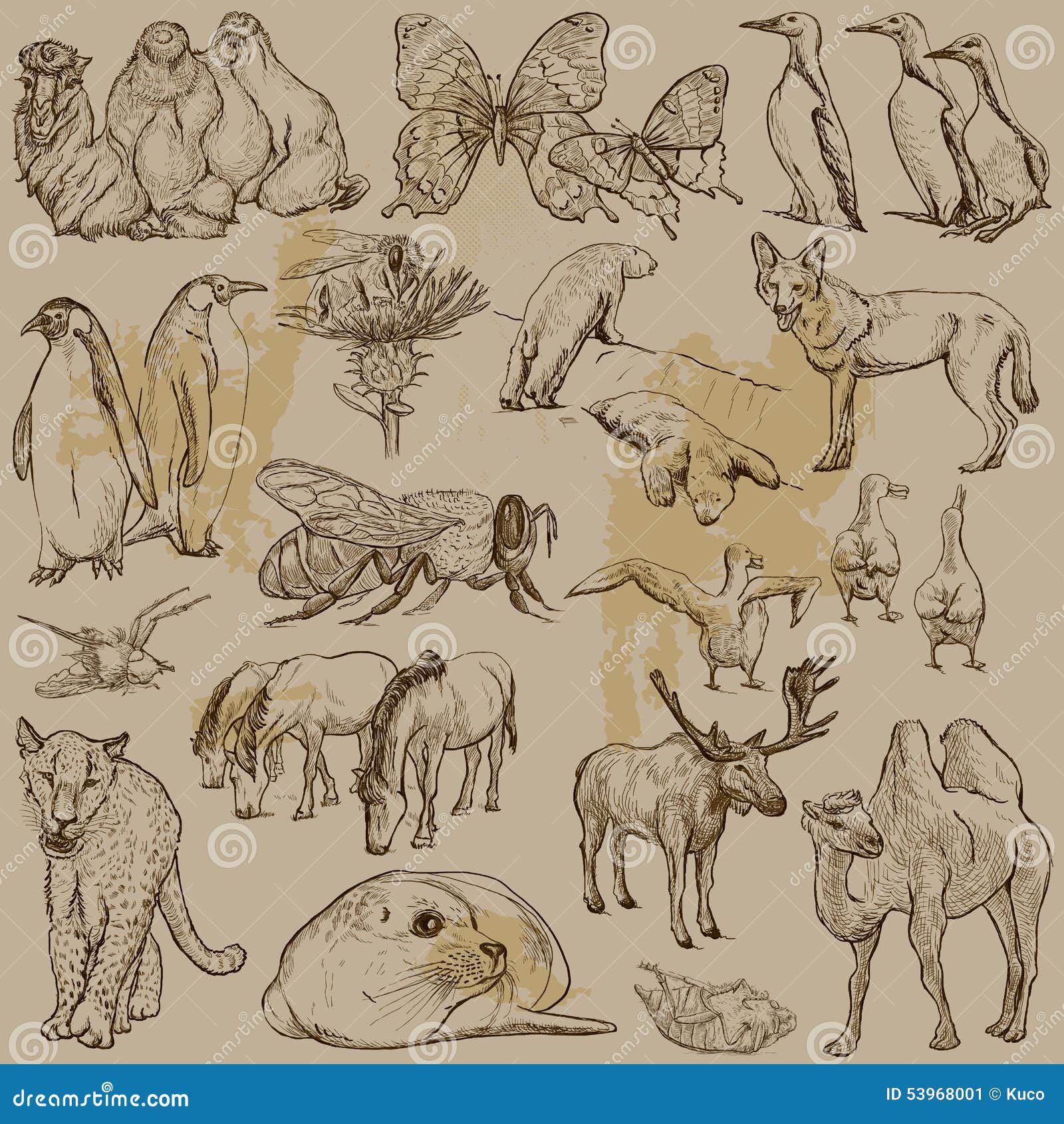 Vector Of Cockchafer Melolontha Melolontha Isolated On White Background ...