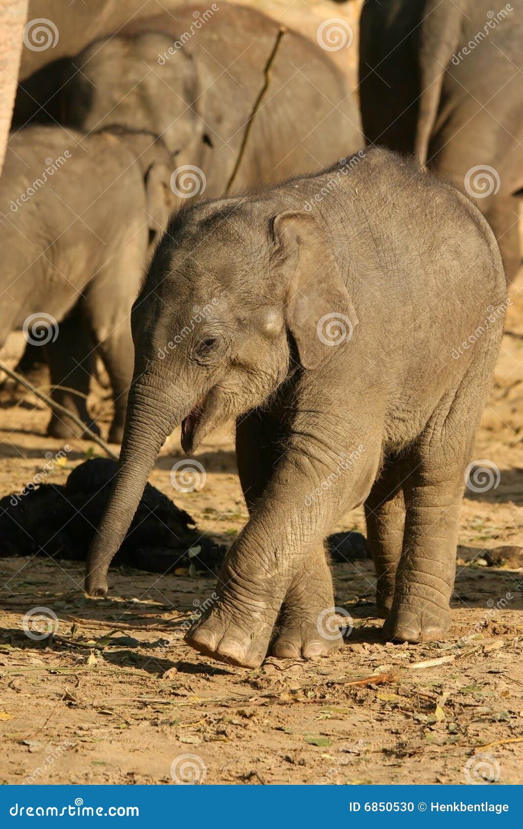 Animals: Happy Little Baby Elephant Stock Photo - Image of little ...