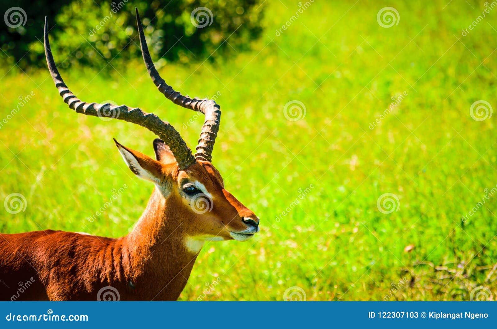Impalla Horns Stock Photos - Free & Royalty-Free Stock Photos from ...