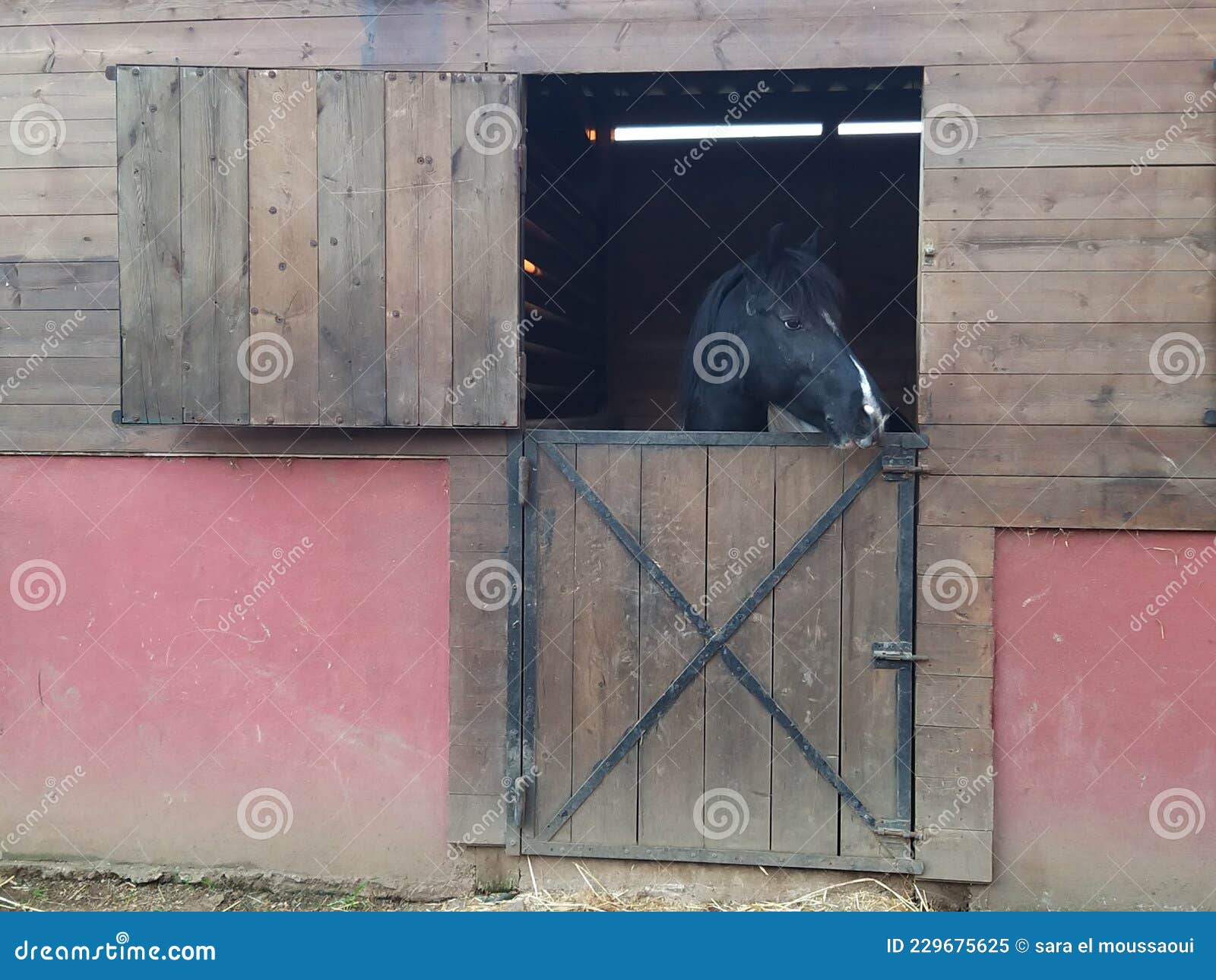 Animals horse farm cheval stock image. Image of animals - 229675625