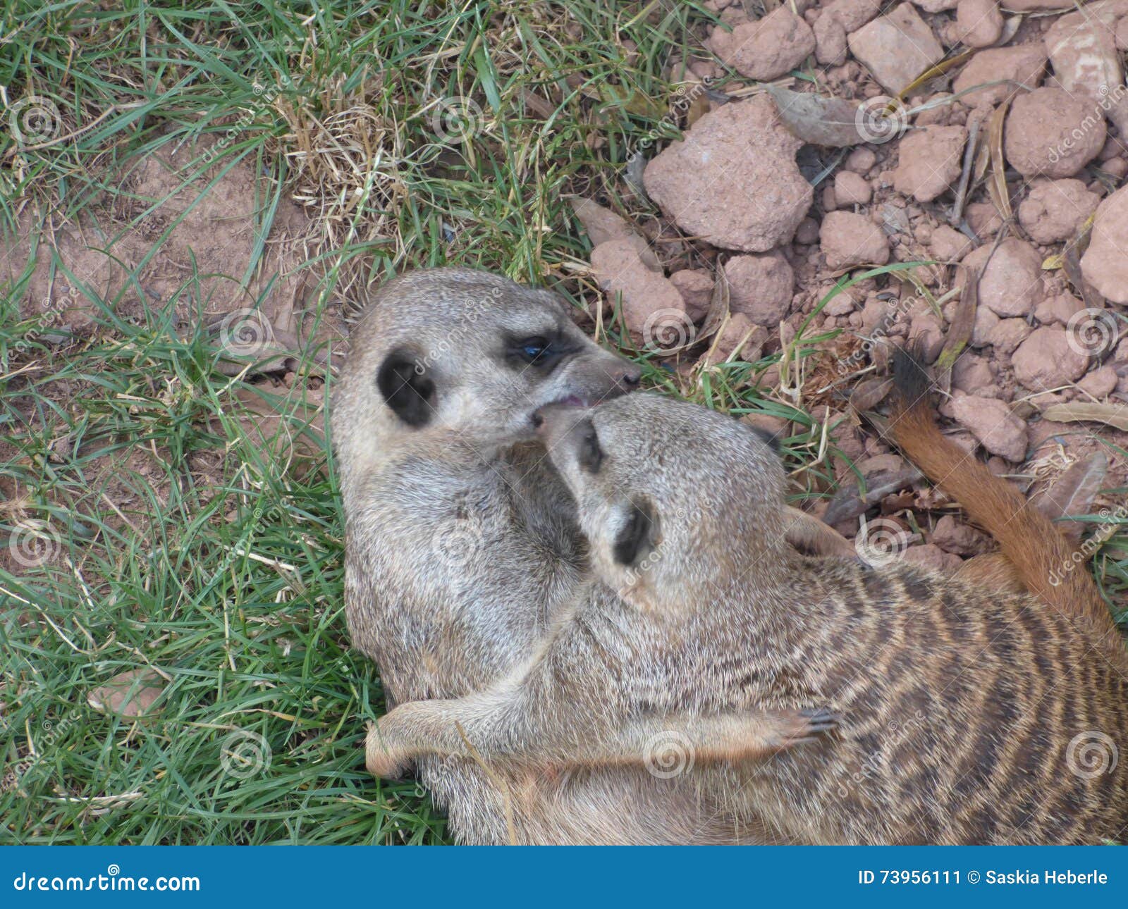 Animals are Hugging stock image. Image of outdoor, love - 73956111