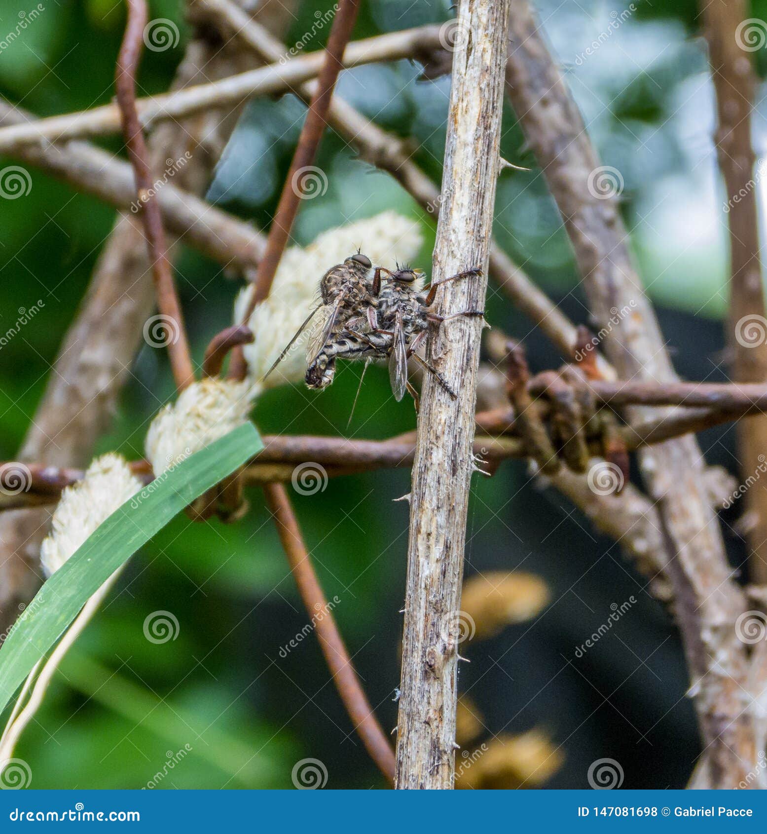 Strange Bugs Over a Branch, Mating Stock Photo - Image of spring ...